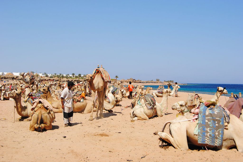 Sharm El Sheikh Tours | Activities |Safari |Scuba Diving - TOUREX EGYPT