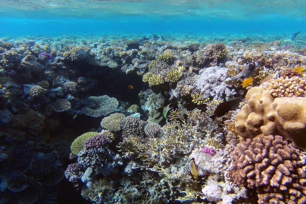 Sharm El Sheikh Tours | Activities |Safari |Scuba Diving - TOUREX EGYPT